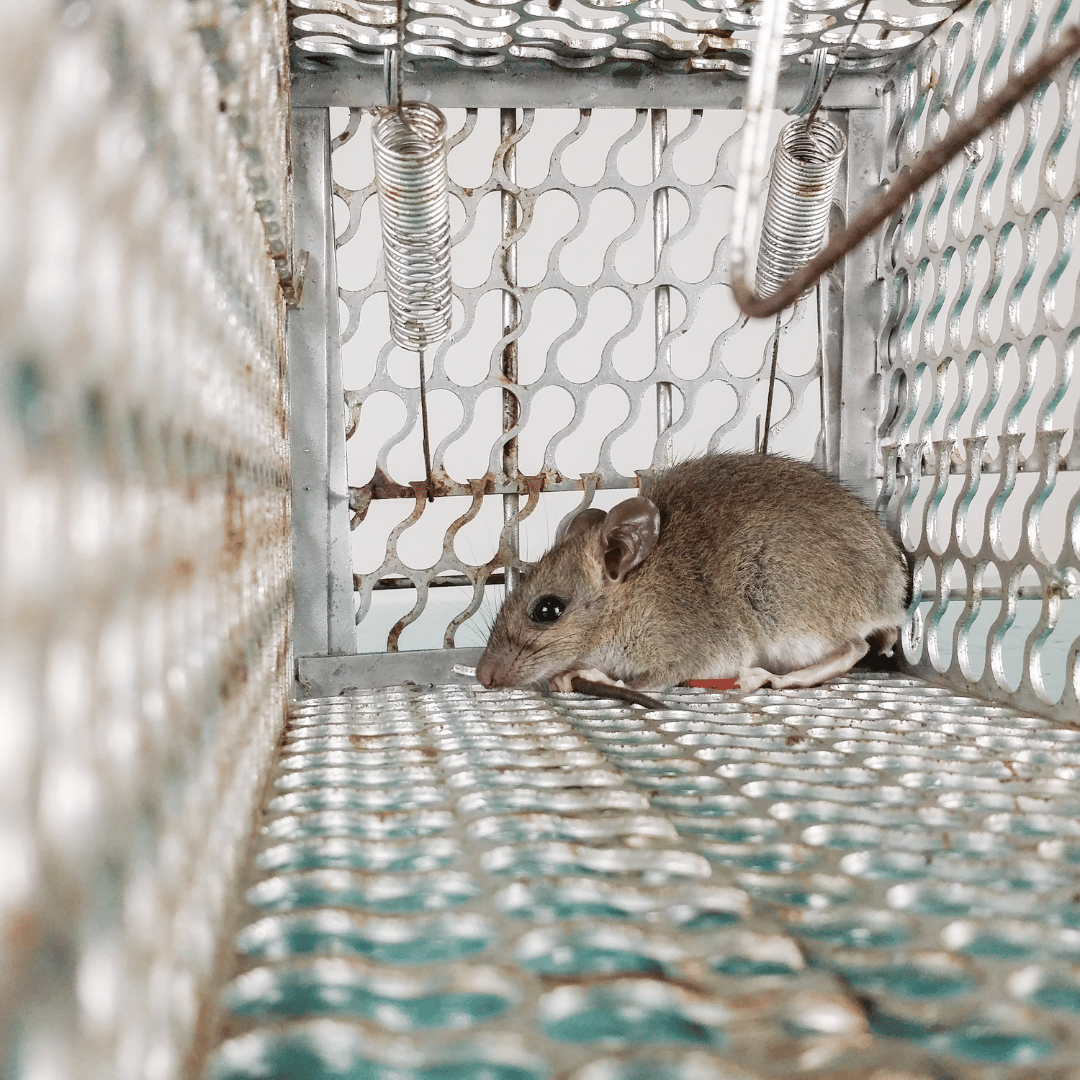 Live Mouse Trap DIY: How to Catch Mice Humanely and Prevent Future ...